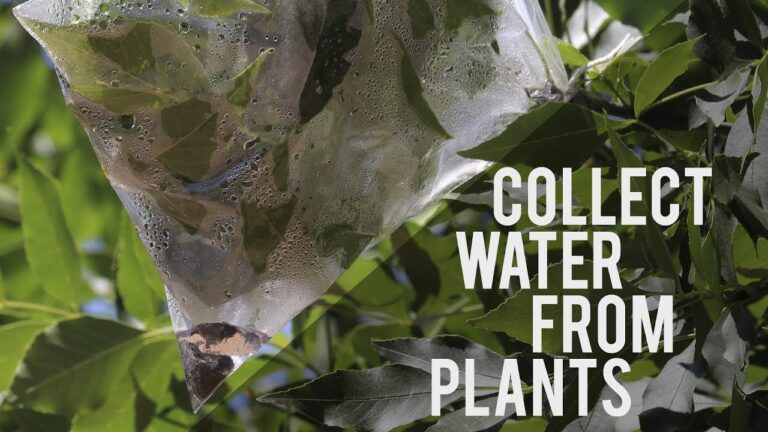 How To Collect Water From Plants